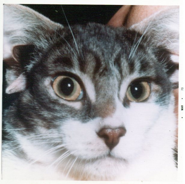 The Rare Four Eared Cat – Know Your Flocks & Herds