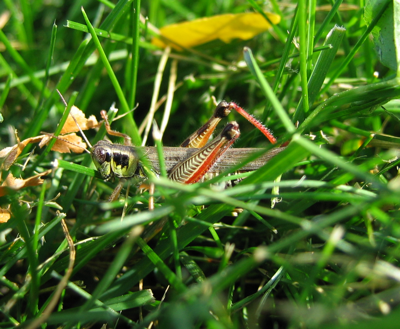 Insects – God’s Illustration – Know Your Flocks & Herds