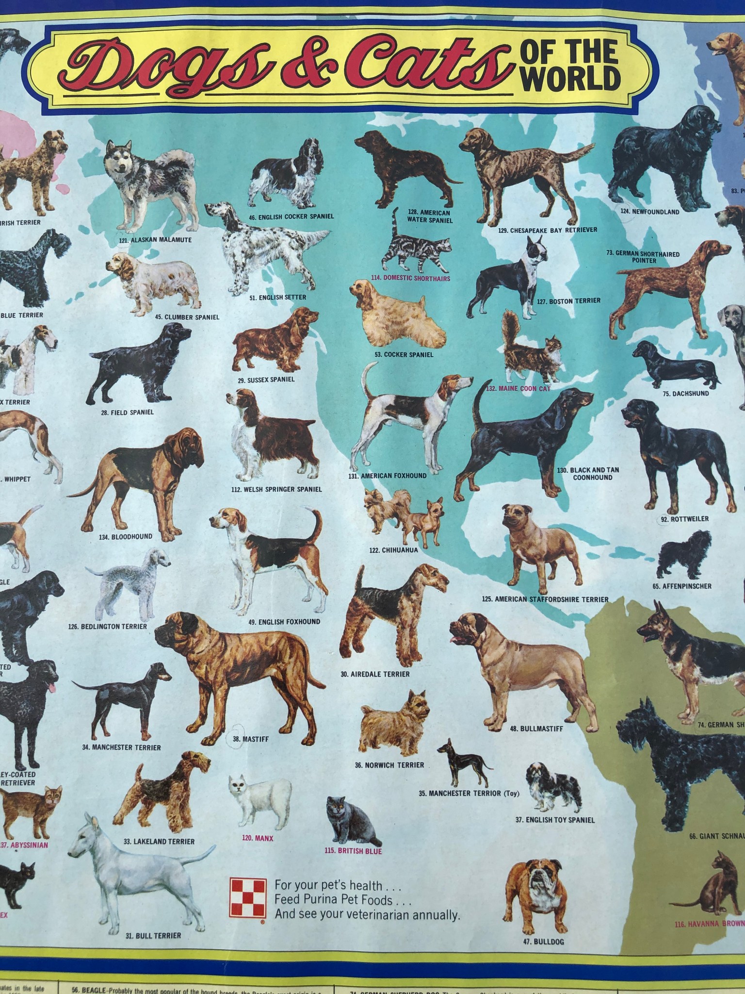 The Pet Shop’s Mr. Pittman – Know Your Flocks & Herds