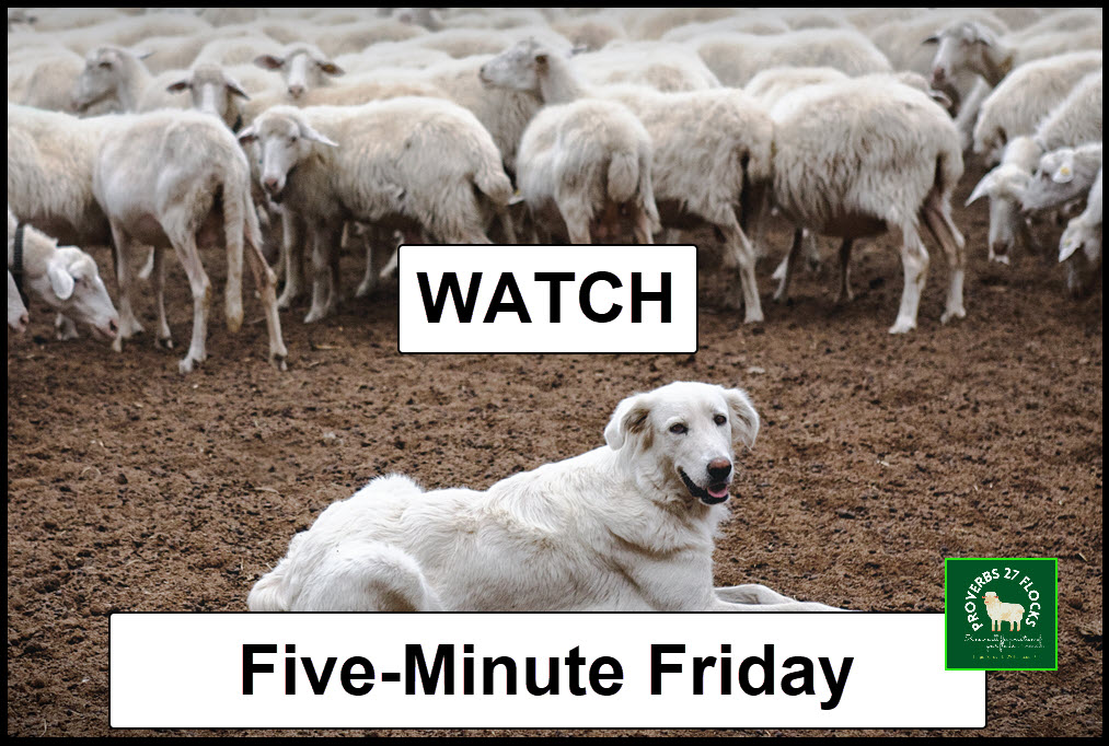 Watch: Five-Minute Friday – Know Your Flocks & Herds